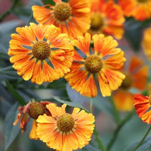 100 HELENIUM ' AUTUMN LEAVES ' Mix Helenium Autumnale Sneezeweed Mixed ...