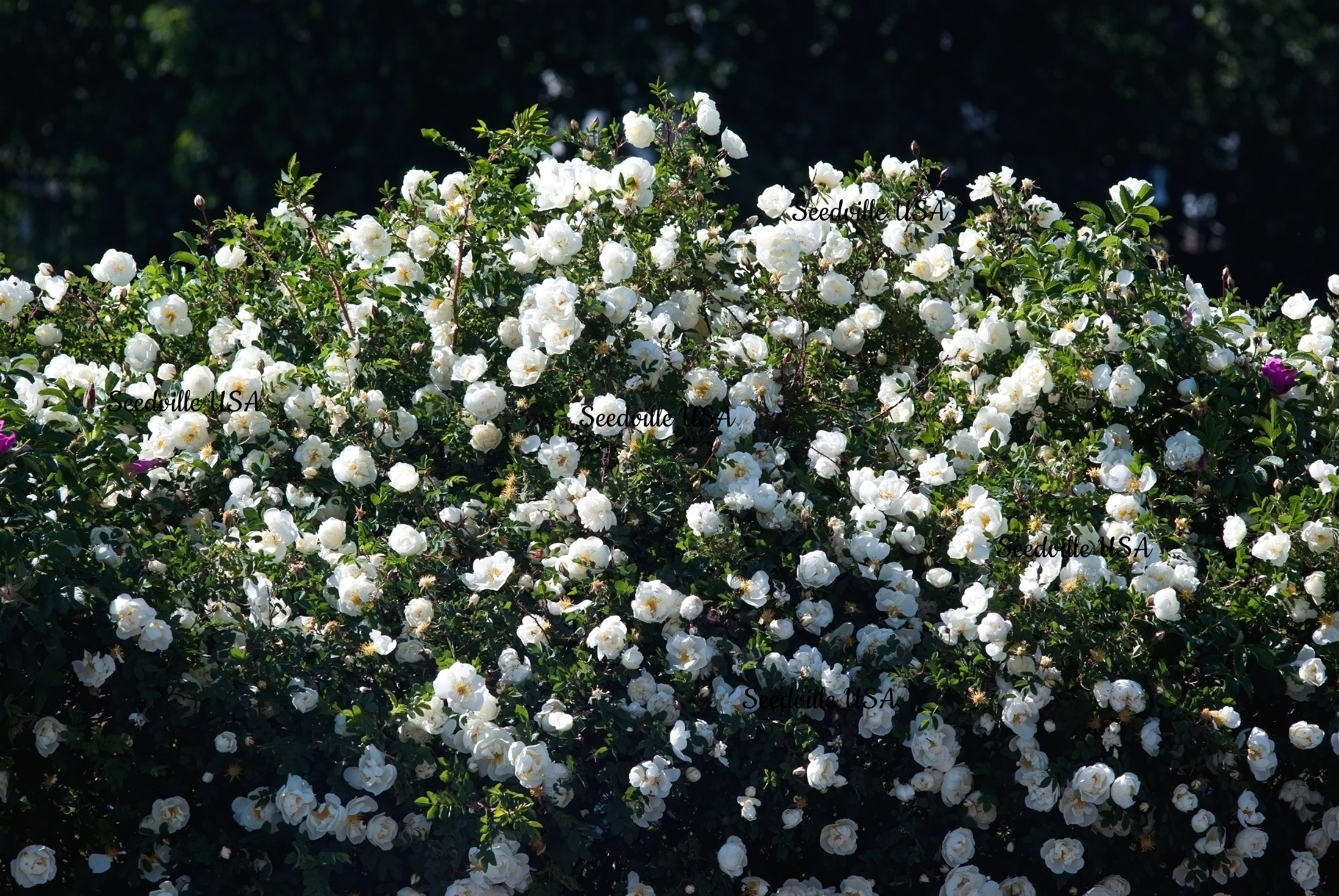 5 WHITE ROSE Rosa Bush Shrub Perennial Flower Seeds flat - Etsy Canada