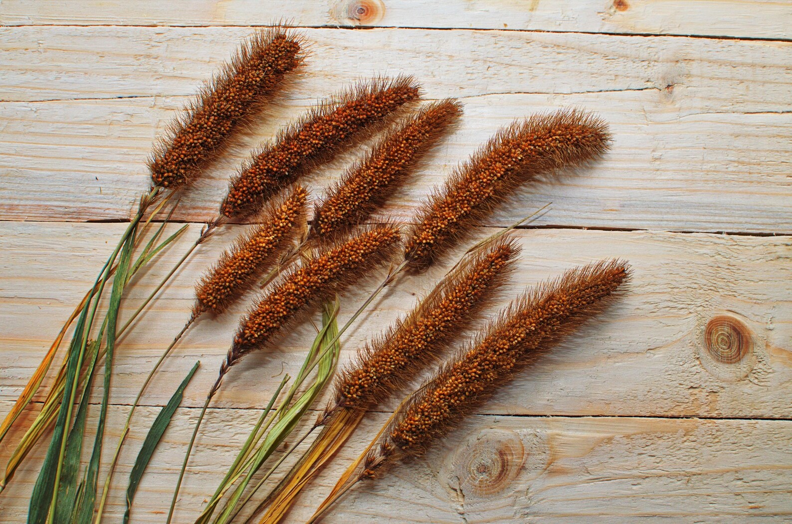 100 FOXTAIL MILLET Setaria Italica Ornamental Grass Flower Seeds *flat ...
