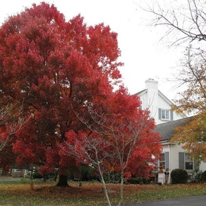 25 Scarlet CAROLINA RED MAPLE Tree Acer Rubrum Seeds - Etsy