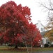 Buy 25 Scarlet CAROLINA RED MAPLE Tree Acer Rubrum Seeds Online in ...