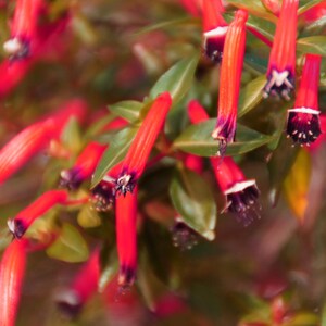 10 Red CIGAR PLANT Mexican Firecracker Cuphea Ignea Hummingbird Flower ...