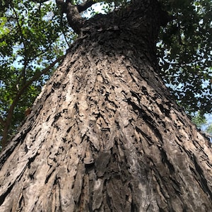 5 TRUE MAHOGANY TREE Honduran Big Leaf Sky Fruit Swietenia Macrophylla ...