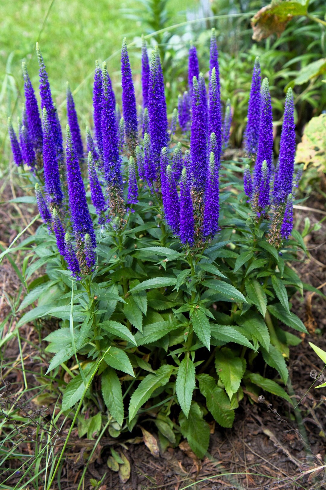 50 Mixed Colors VERONICA SIGHTSEEING MIXTURE (spike Speedwell) Veronica ...