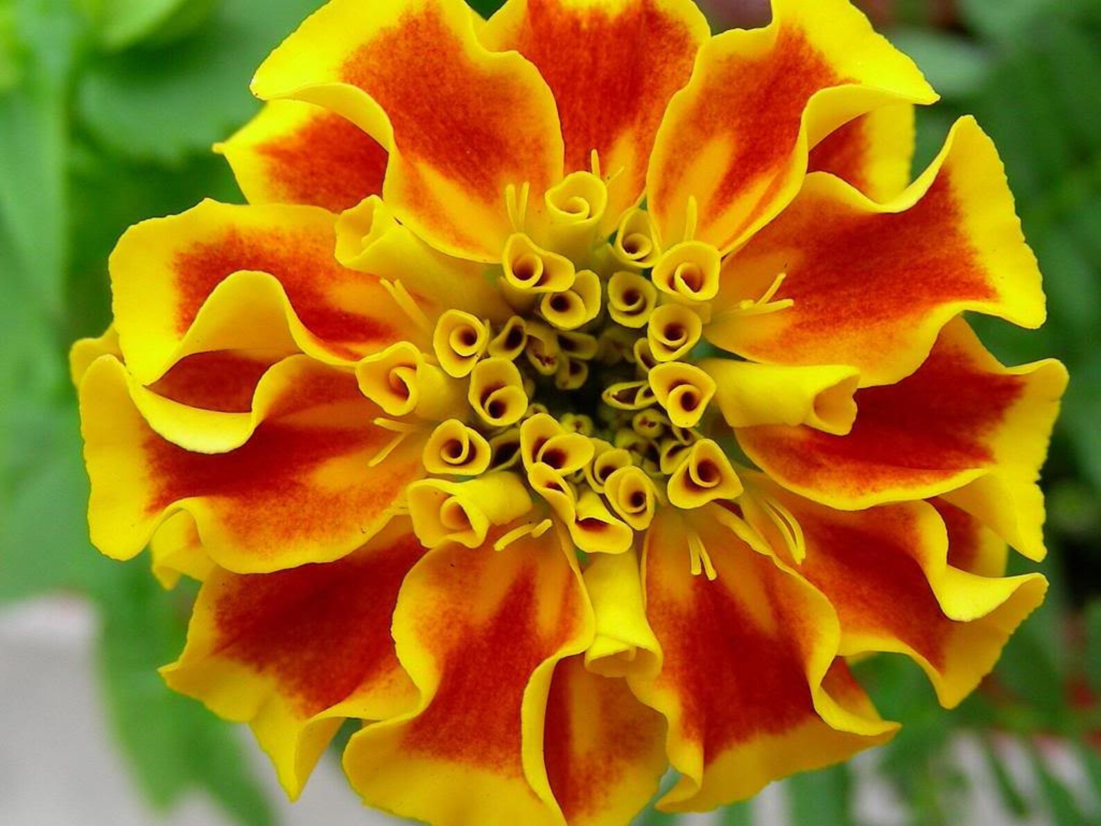 500 Mixed Colors FANCY MIX Pot MARIGOLD Calendula Officinalis - Etsy