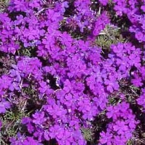 500 Purple HARDY MOSS VERBENA Tenuisecta Fragrant Flower Seeds - Etsy