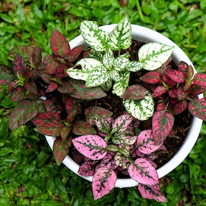 10 Dwarf Mixed Colors POLKA DOT PLANT Red Pink White Rose Splash Select ...