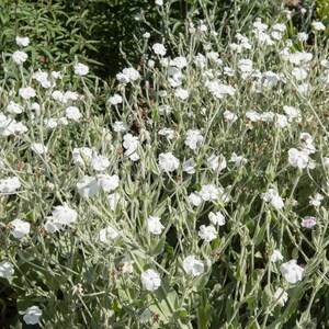 50 WHITE LYCHNIS Coronaria Alba (white Rose Campion / Evening Lychnis ...
