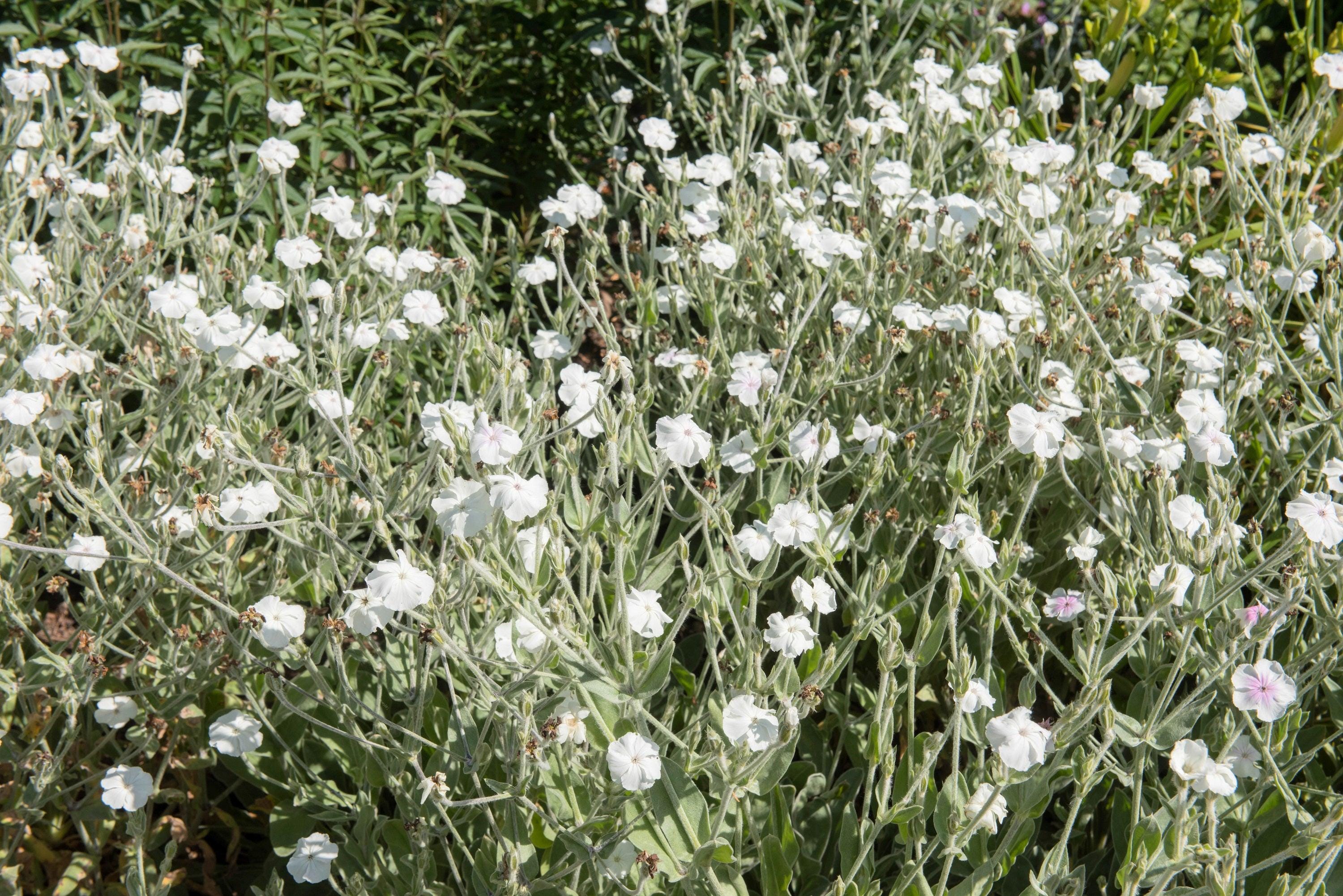 50 WHITE LYCHNIS Coronaria Alba (white Rose Campion / Evening Lychnis ...