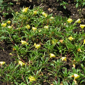 150 DWARF EVENING PRIMROSE ( Missouri Primrose / Ozark Sundrops ...