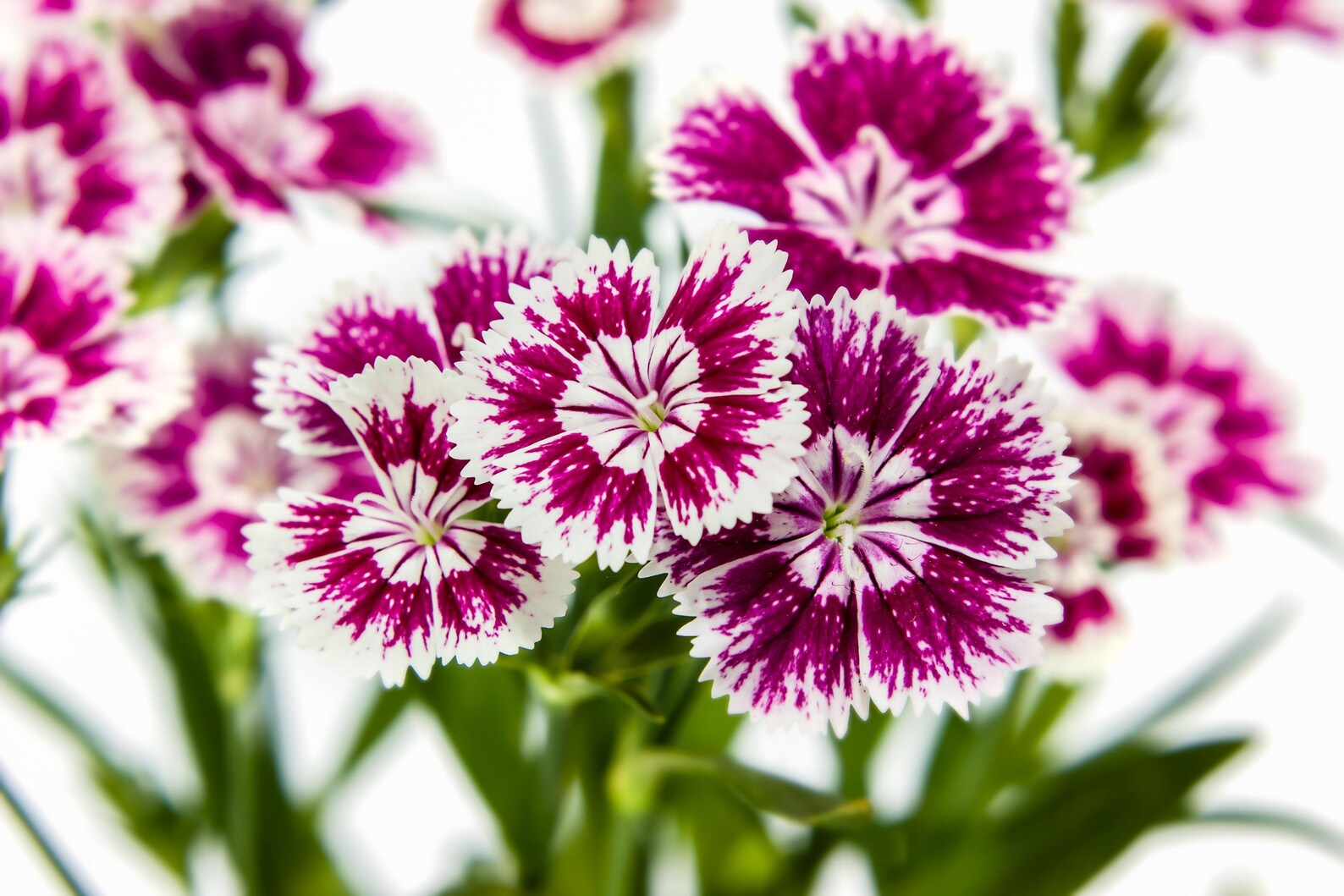500 MIXED CHINESE PINKS China Rainbow Pink Dianthus Chinensis Bicolor ...