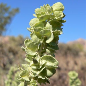 100 FOURWING SALTBRUSH Atriplex Canescens Gray Sage Brush Chamiso ...