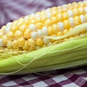 60 BILICIOUS BICOLOR CORN Sweet Yellow & White Zea Mays - Etsy