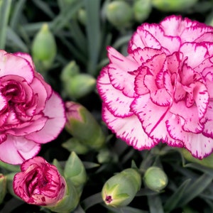 50 PICOTEE MIX CARNATION Dianthus Caryophyllus Double Bicolor Striped ...
