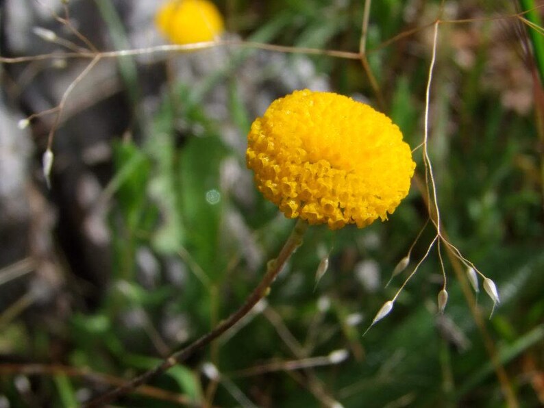 20 Yellow BILLY BUTTONS / WOLLYHEADS Craspedia Globosa Flower - Etsy