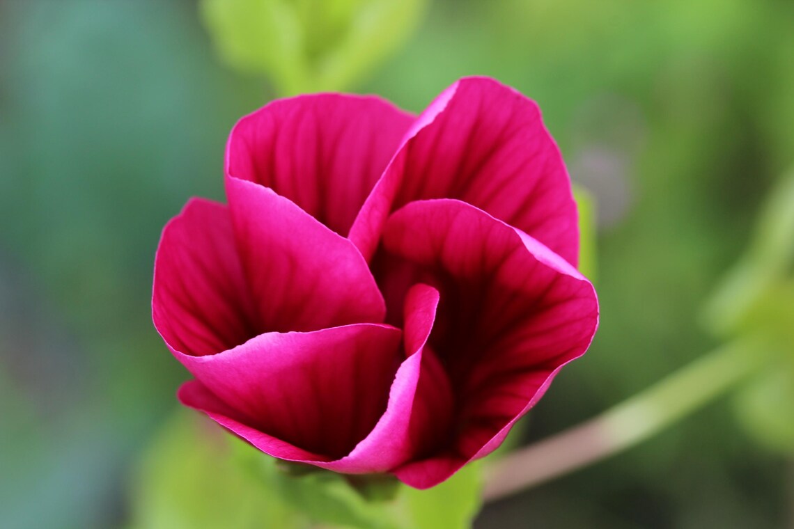10 VULCAN MALOPE Trifida / Mallowwort / Mallow Flower Seeds *comb S/H ...