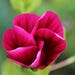 10 VULCAN MALOPE Trifida / Mallowwort / Mallow Flower Seeds *comb S/H ...