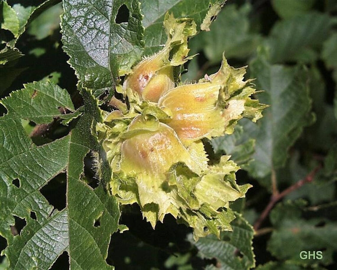 5 AMERICAN HAZELNUT TREE Aka Filbert Corylus Americana Fruit - Etsy