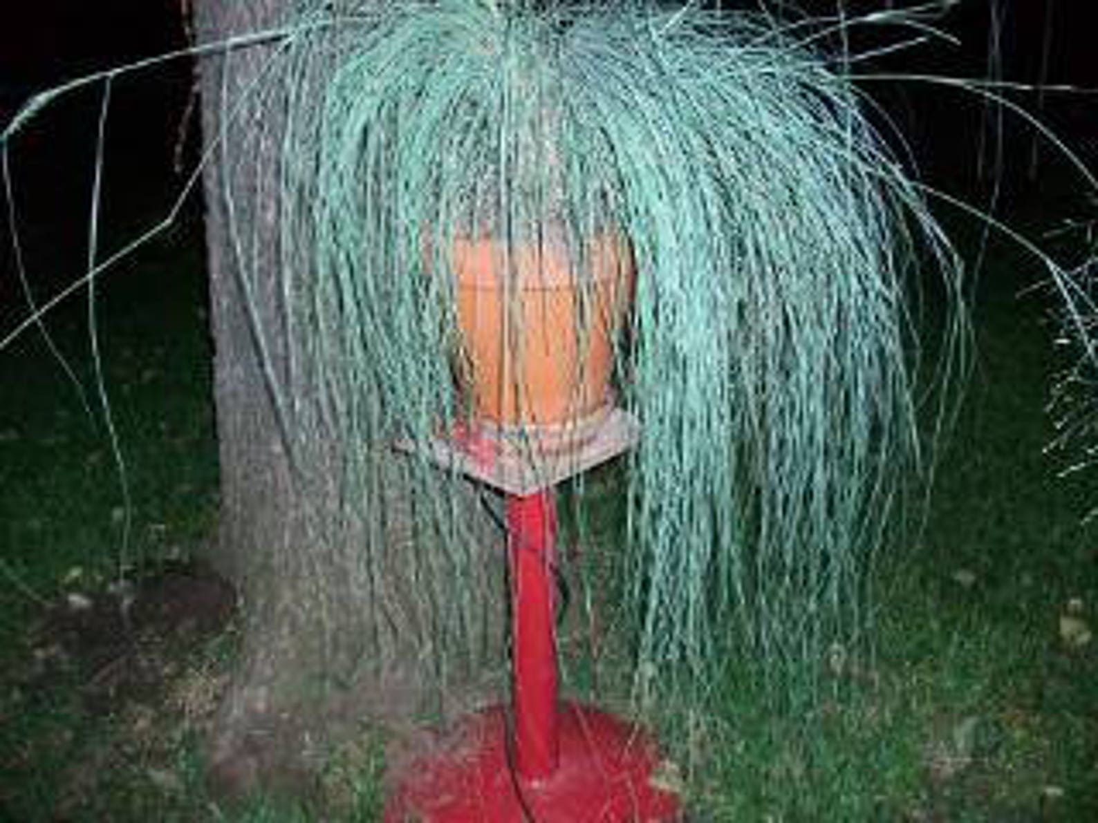 200 WEEPING LOVE GRASS Ornamental African Lovegrass Eragrostis - Etsy