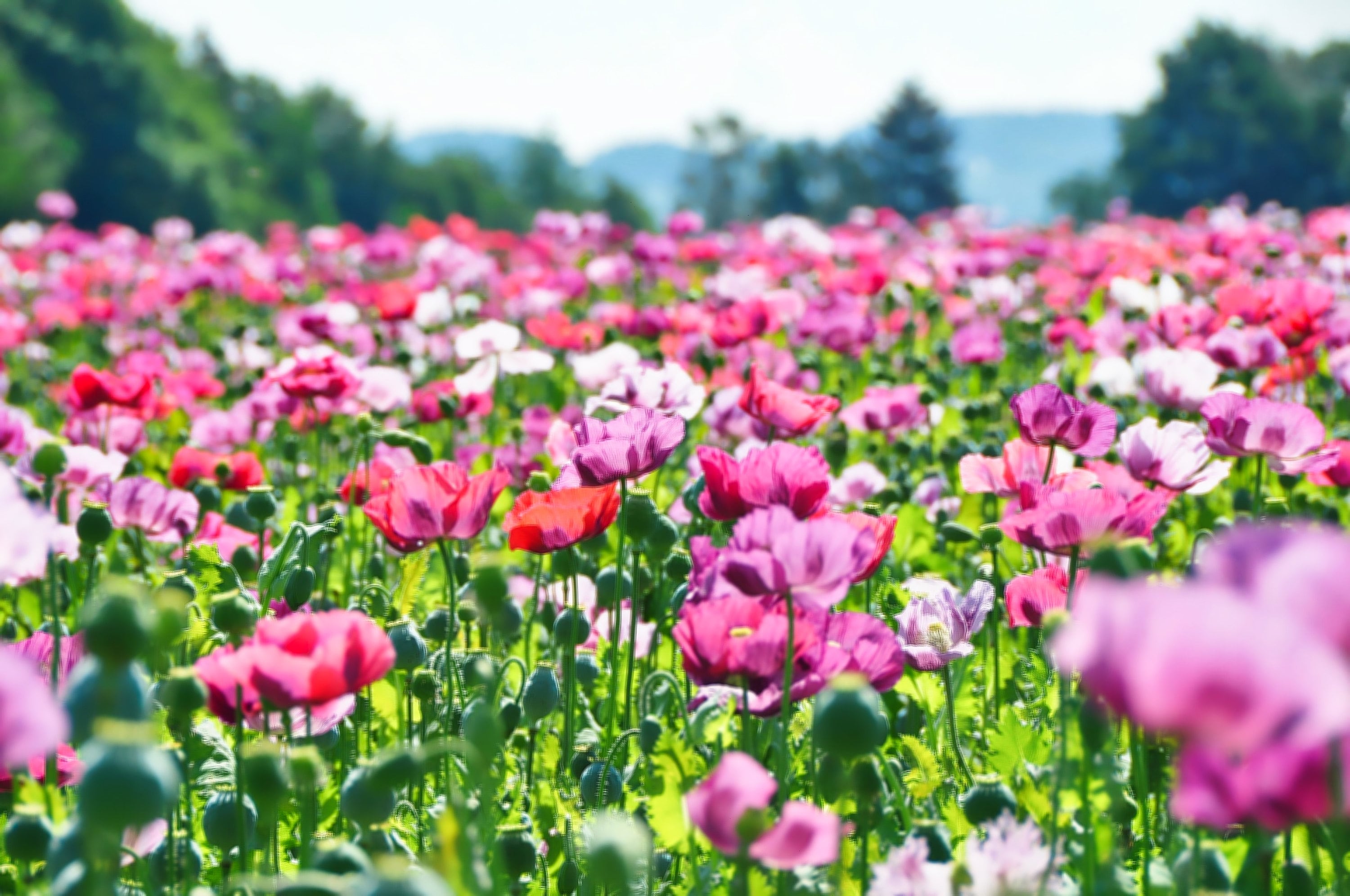 250 AFGHAN Blue POPPY Mixed Colors Papaver Somniferum Pink - Etsy