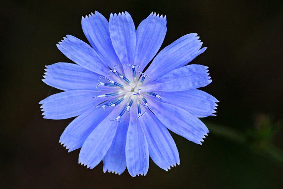 1000 CHICORY blue Daisy / Blue Sailors / Coffeeweed / Succory Chicorium ...