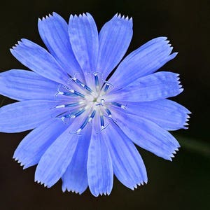 1000 CHICORY blue Daisy / Blue Sailors / Coffeeweed / Succory Chicorium ...