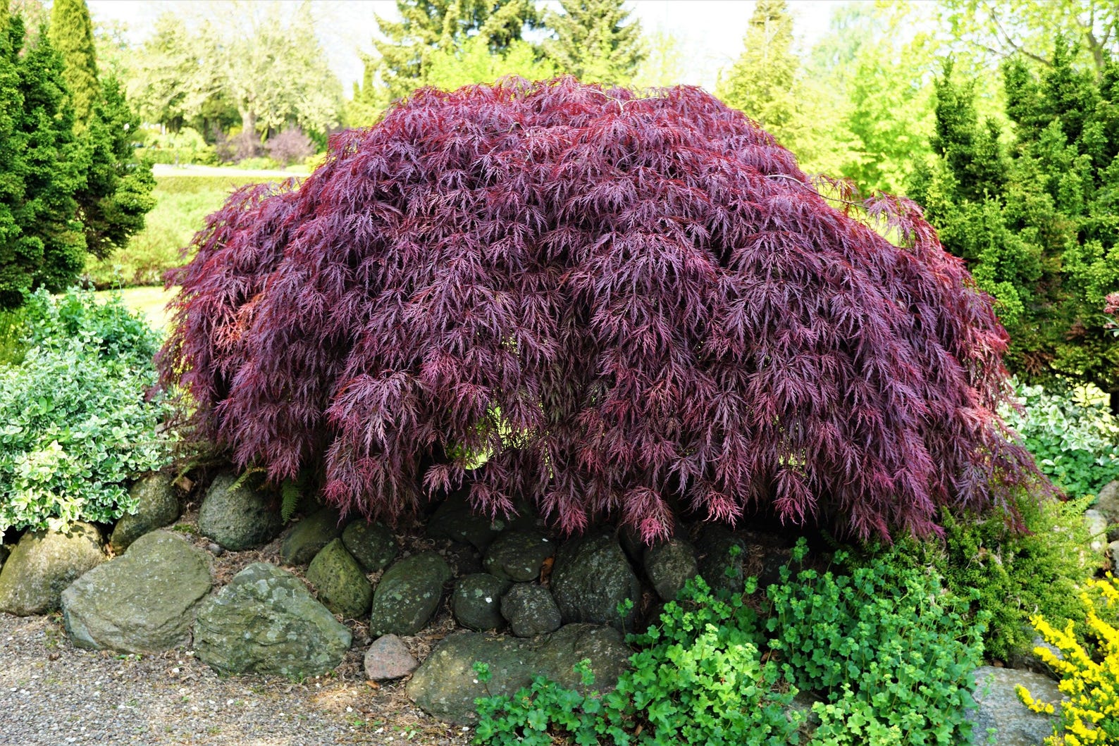 10 INABA SHIDARE MAPLE Weeping Red Laceleaf Japanese Acer Palmatum ...