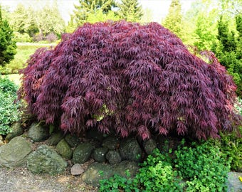 Japanese Laceleaf Maple Tree Sapling Acer Palmatum Variety Dissectum - Etsy