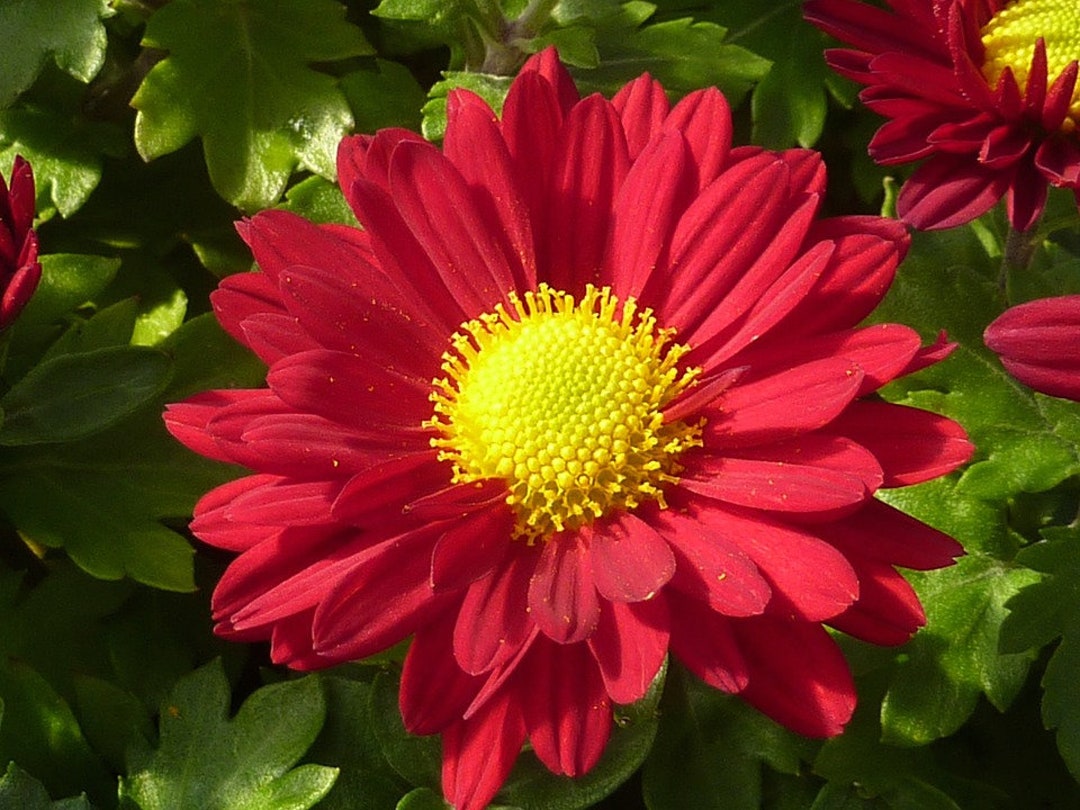 100 RED ROBINSONS DAISY Painted Chrysanthemum Coccineum - Etsy