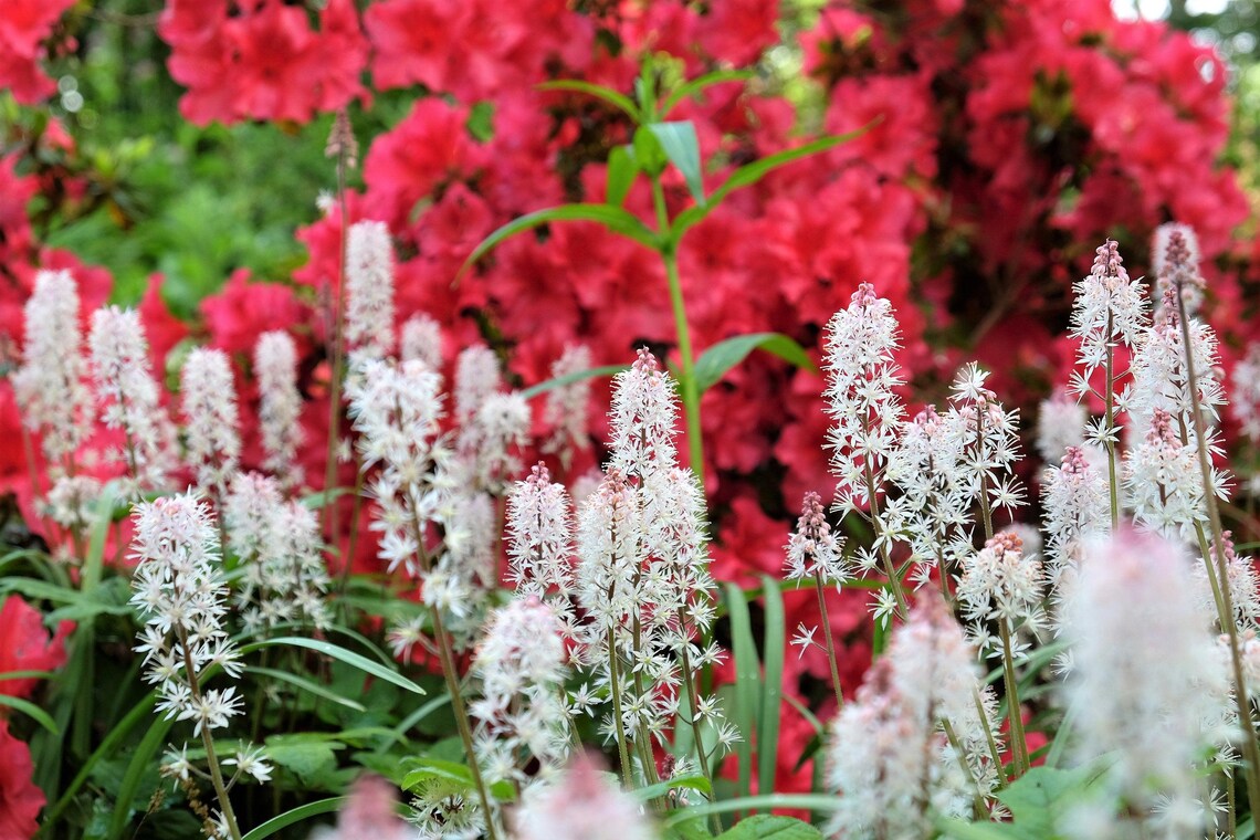 20 FILIGRAN FOAMFLOWER White - Pink Tiarella Polyphylla Laceflower ...
