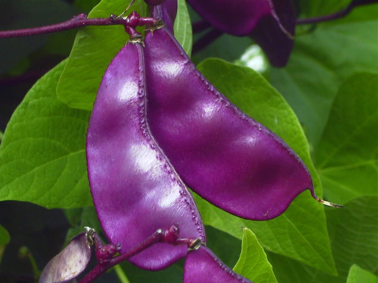 10 Ruby Moon HYACINTH BEAN Lablab Purpureus Blue Purple White | Etsy