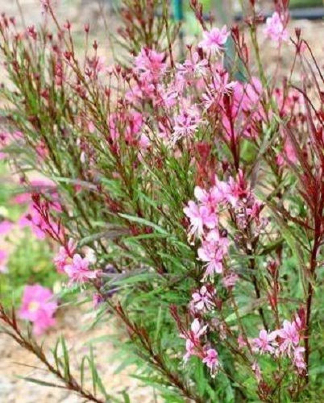 100 Pink GAURA WHIRLING BUTTERFLIES Gaura Biennis Flower Seeds - Etsy