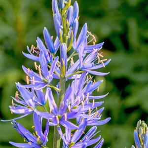 20 Blue LARGE CAMAS Camassia Leichtlinii Great Camass Quamasia Native ...