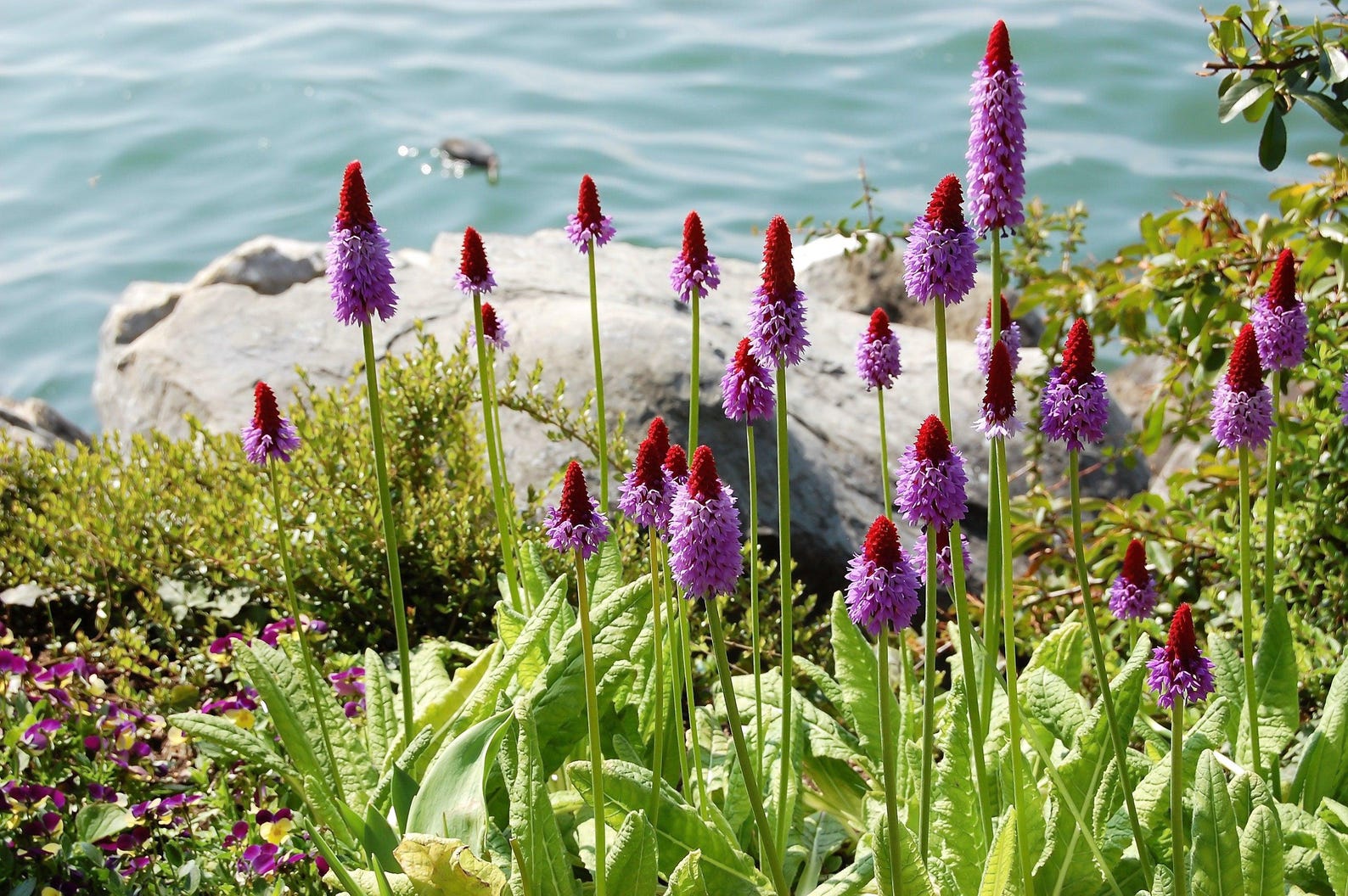 20 ORCHID PRIMROSE Primula Vialii Red Hot Poker Red Pink Purple Shade ...