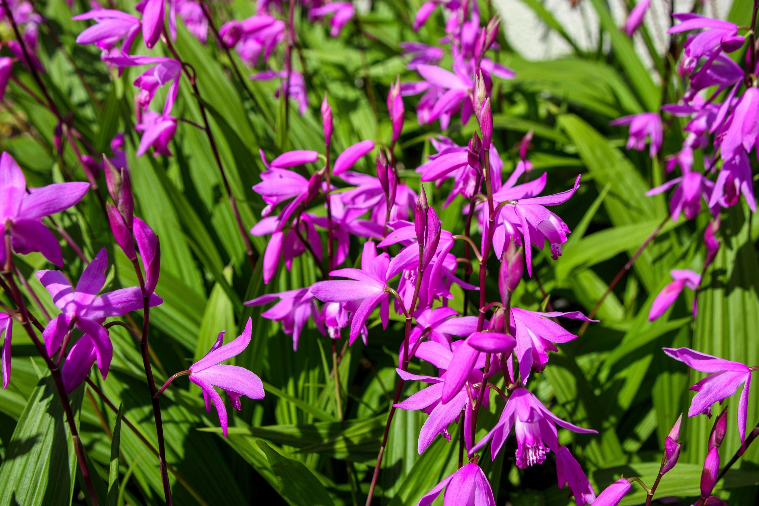 50 Hardy CHINESE GROUND ORCHID Bletilla Striata Purple Flower Seeds - Etsy