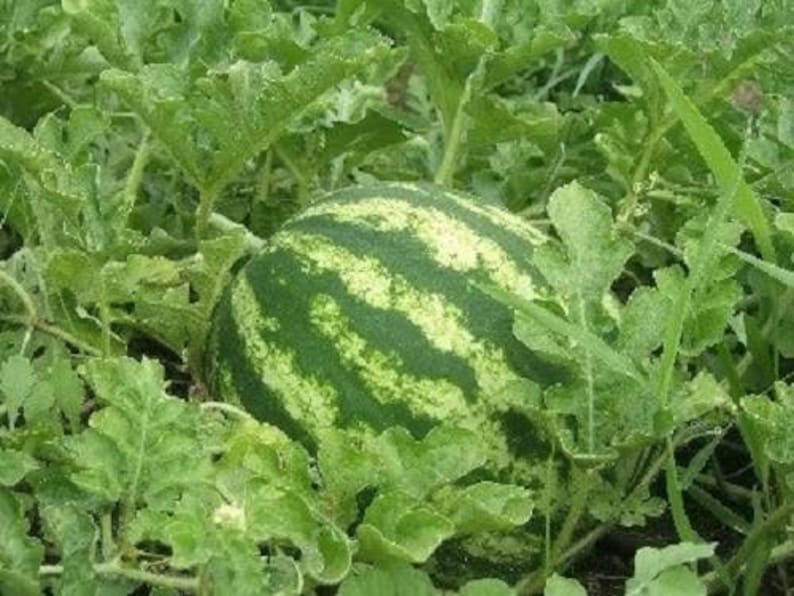 100 CRIMSON SWEET WATERMELON Citrullus Lanatus Fruit Melon - Etsy