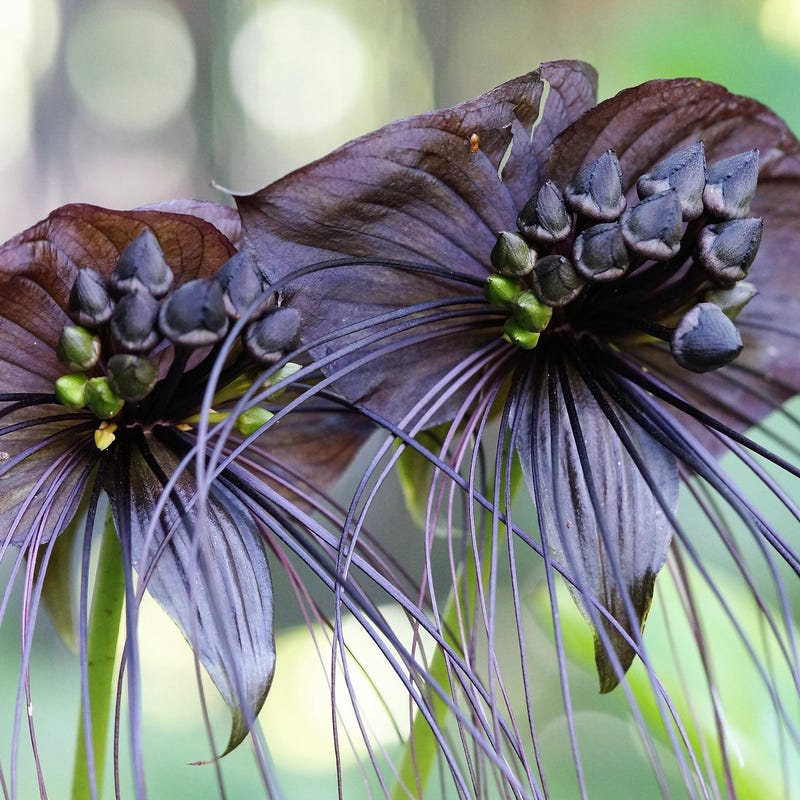 Black Bat Flower Seed - Etsy