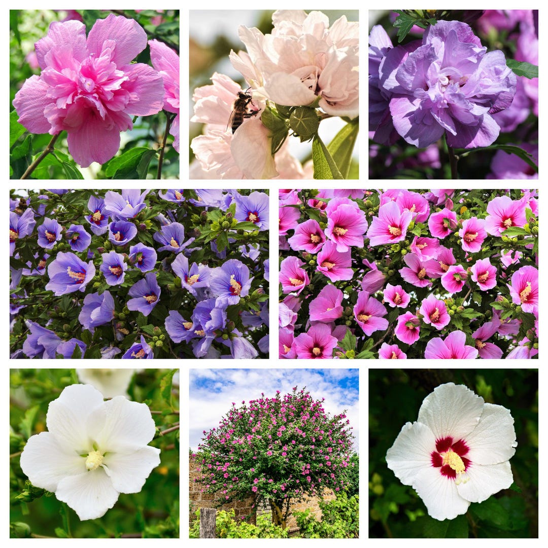 1000 Bulk Mixed Colors ROSE of SHARON HIBISCUS Syriacus Flower Tree ...