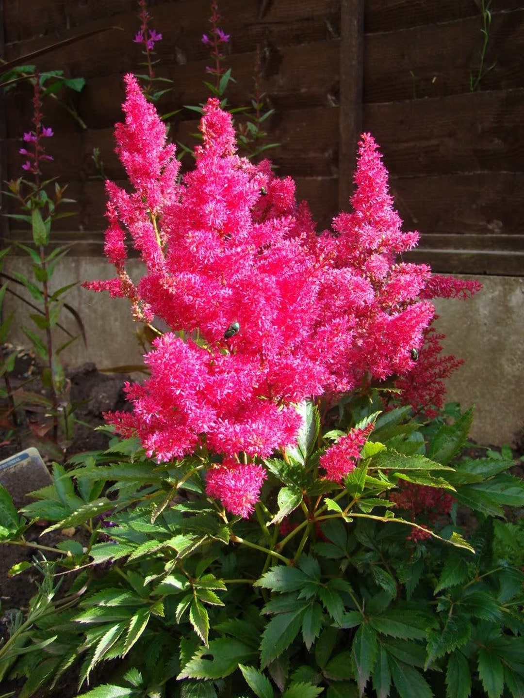 100 PINK MIX ASTILBE false Spirea / False Goats Beard Astilbe Chinensis ...