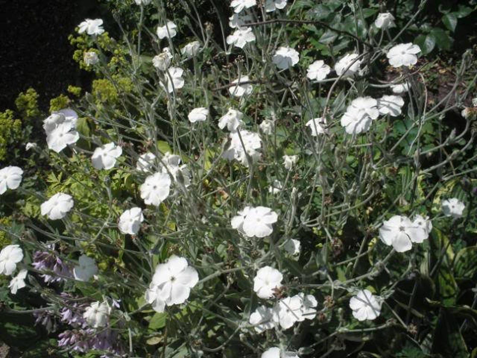 50 WHITE LYCHNIS Coronaria Alba white Rose Campion / Evening - Etsy