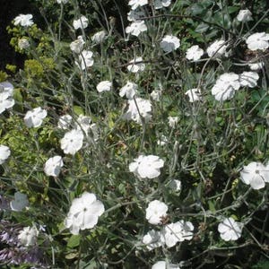 50 WHITE LYCHNIS Coronaria Alba white Rose Campion / Evening Lychnis ...
