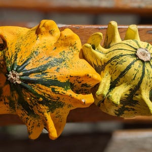 25 TEN COMMANDMENTS GOURD Mix Crown of Thorns Mixed Colors Cucurbita ...