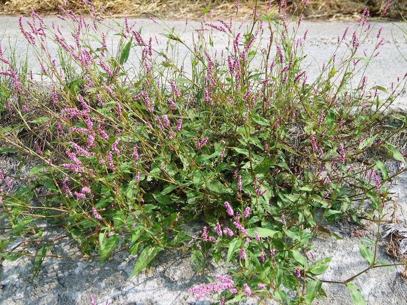 100 PINKWEED Smartweed Pink Knotweed Polygonum Wetland Flower | Etsy
