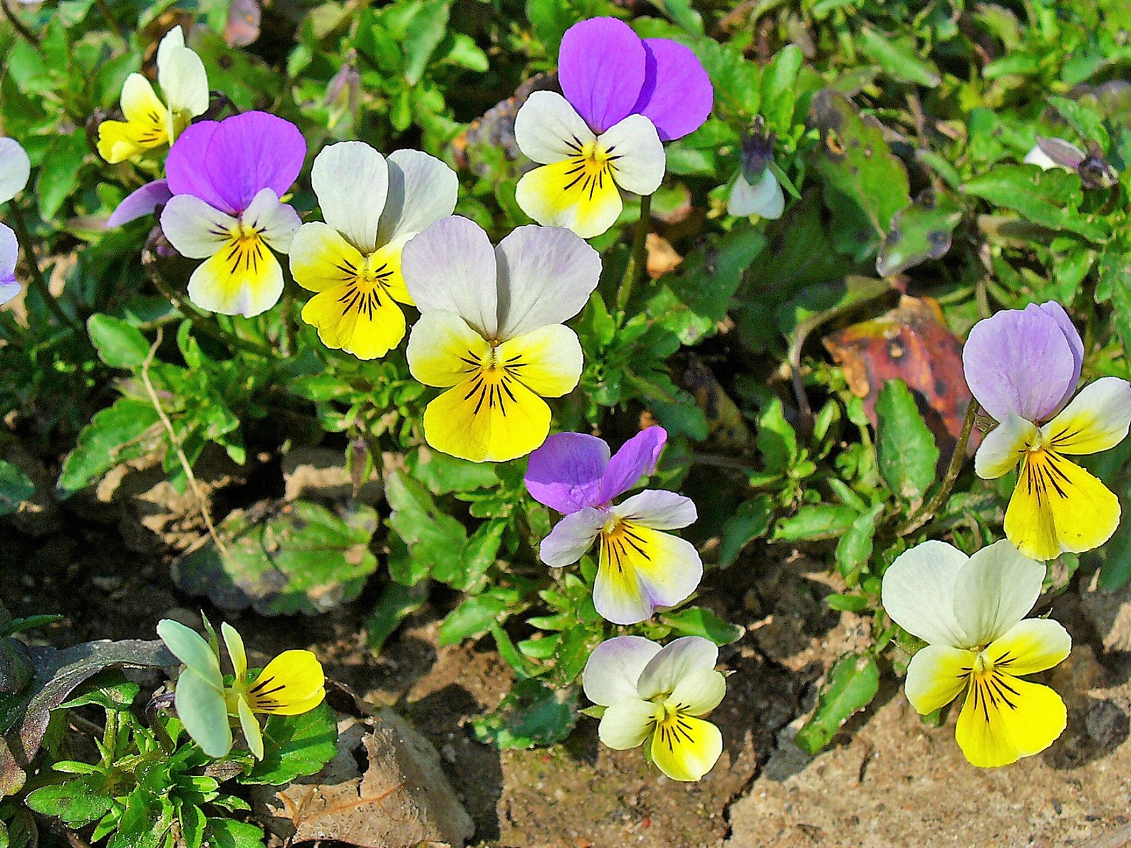 50 Light JOHNNY JUMP UP Viola Tricolor Violet Flower Seeds - Etsy