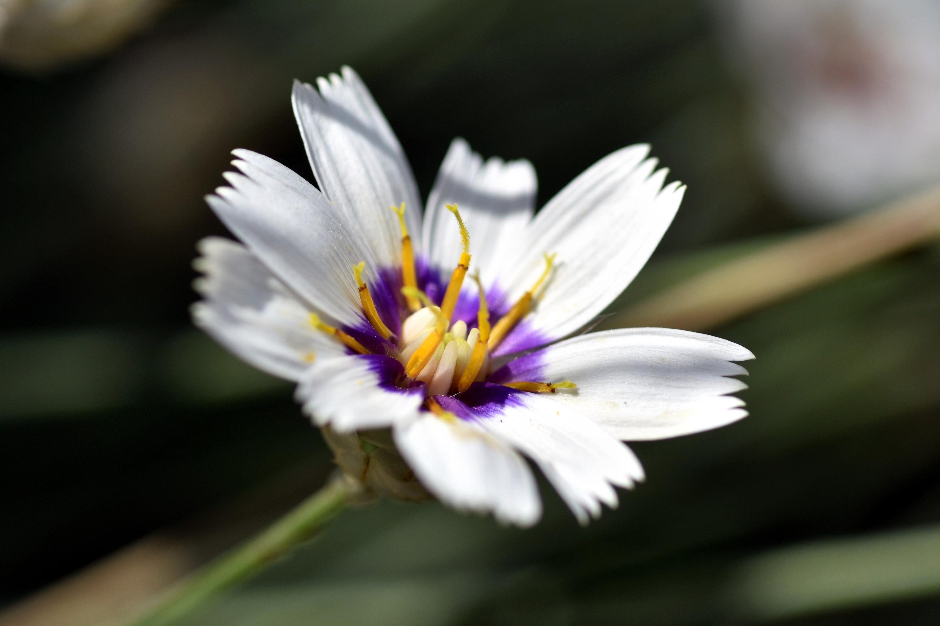 25 WHITE CUPID'S DART Love Plant Catananche Caerulea Flower Seeds ...