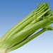 1000 CALABRESE BROCCOLI ITALIAN Green Sprouting Vegetable Brassica ...