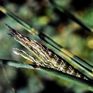 10 ZEBRA GRASS Variegated Maiden Grass Miscanthus Sinensis Zebrinus Aka ...