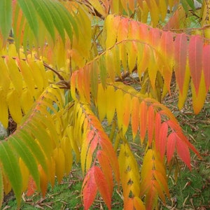 30 FLAMELEAF SUMAC TREE Shining Dwarf Winged Rhus Schmaltzia Copallina ...