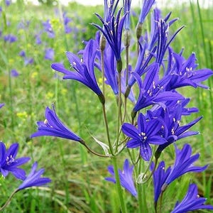 10 BLUE SIBERIAN LILY Mountain Ixia Altai Ixiolirion Tataricum Flower ...