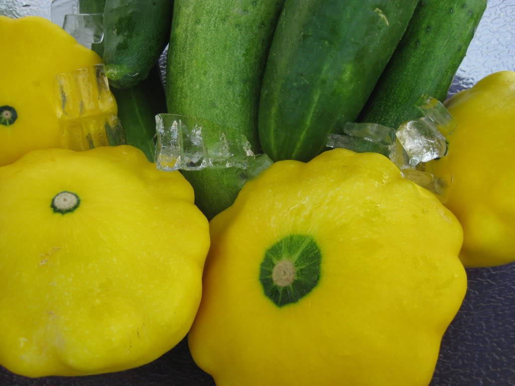 10 Golden YELLOW Bush SCALLOP SQUASH patty Pan / Paty Pan / | Etsy